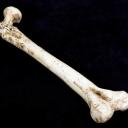 Bone Advertising | DISBOARD: Discord Server List