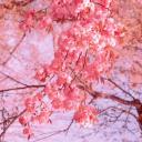 Pink Blossom Café | DISBOARD: Discord Server List