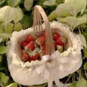 🍓 : ̗̀ the Strawberry Field ♡ ¡! | DISBOARD: Discord Server List