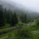 🌱The Forest Territories🌱 | DISBOARD: Discord Serverlista