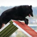 Discord servers tagged with dogs | DISBOARD