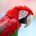 Animals - Discord Server