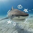 Discord servers tagged with shark | DISBOARD