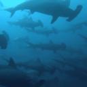 Discord servers tagged with sharks | DISBOARD