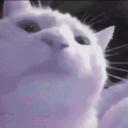 cat lovers (｡♥‿♥｡) | DISBOARD: Discord Server List