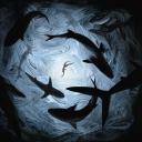 Discord servers tagged with sharks | DISBOARD