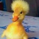 Discord servers tagged with ducks | DISBOARD