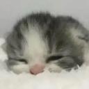 Discord servers tagged with meow | DISBOARD