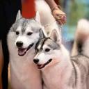 Discord servers tagged with dogs | DISBOARD