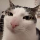 Discord servers tagged with meow | DISBOARD