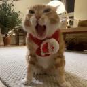 The Goobers💫 | DISBOARD: Discord Server List