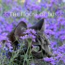 The House of Iris | WC Roleplay Server | DISBOARD: Discord Server List