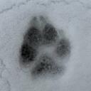 Paws on the Paths | DISBOARD: Discord Server List