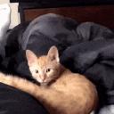 BLEP | DISBOARD: Discord Server List