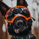 Discord servers tagged with dog | DISBOARD