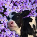 The Cattle Cows | DISBOARD: Discord Server List