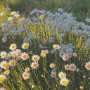 The Flower Garden 🪷 | DISBOARD: Discord Server List