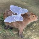 Discord servers tagged with capybara | DISBOARD