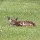 Discord servers tagged with berry-avenue | DISBOARD