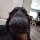 K9 Oasis | DISBOARD: Discord Server List