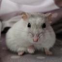 python rats | DISBOARD: Discord Server List