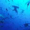 Discord servers tagged with shark | DISBOARD