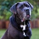 the goobing goober | DISBOARD: Discord Server List