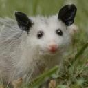 Meep | DISBOARD: Servidores de Discord