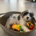 Discord servers tagged with puppy | DISBOARD