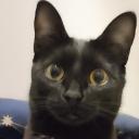 Rats in heaven | DISBOARD: Discord Server List