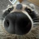 Goobers | DISBOARD: Servidores de Discord