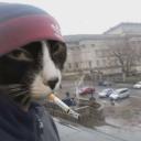 𝙏𝙃𝙀 𝙂𝙊𝙊𝘽𝙀𝙍𝙎 | DISBOARD: Discord Server List