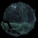 🌲﹐The Forest﹑ᶻz | DISBOARD: Discord Server List