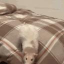 sewer rats *:｡ | DISBOARD: Discord Server List