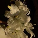 ! 𝙁𝙞𝙧𝙚𝙬𝙤𝙧𝙠𝙨 . 𝙨𝙖𝙛𝙚 𝙨𝙥𝙖𝙘𝙚 ! | DISBOARD: Discord Server List