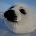 Discord servers tagged with cute | DISBOARD