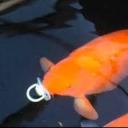 Servidores de Discord com a etiqueta fisch | DISBOARD