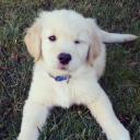 🐾Dog Park🦴 | DISBOARD: Discord Server List