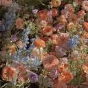 Template Haven | DISBOARD: Discord Server List