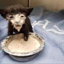 Mustard Rats | DISBOARD: Discord Server List