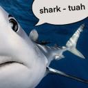 Discord servers tagged with shark | DISBOARD