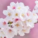 Discord servers tagged with Japanese | DISBOARD