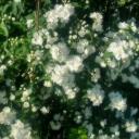 flower editors ! | DISBOARD: Discord Server List