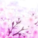 Discord servers tagged with pink | DISBOARD