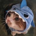 ! shark shack ! | DISBOARD: Discord Server List