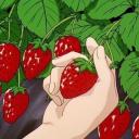 𝑺𝒕𝒓𝒂𝒘𝒃𝒆𝒓𝒓𝒚 𝑷𝒍𝒂𝒄𝒆 | DISBOARD: Lista de Servidores de Discord