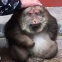 Discord servers tagged with monkey | DISBOARD