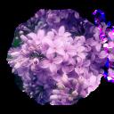 ☁ ᥴrescent ꪜiolet ☾ . [18+] | DISBOARD: Discord Server List