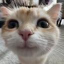 silly goobers | DISBOARD: Discord Server List