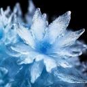 ╸Icebloom Sanctuary 〆 | DISBOARD: Discord Server List